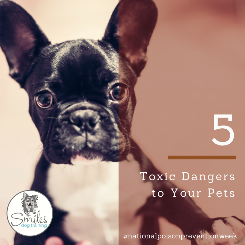 5 Toxic Dangers to Your Pets - Smiles Dog Training