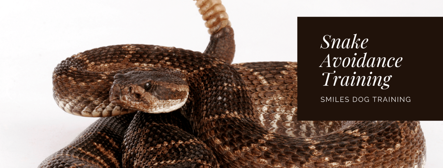 snake avoidance training - Smiles Dog Training