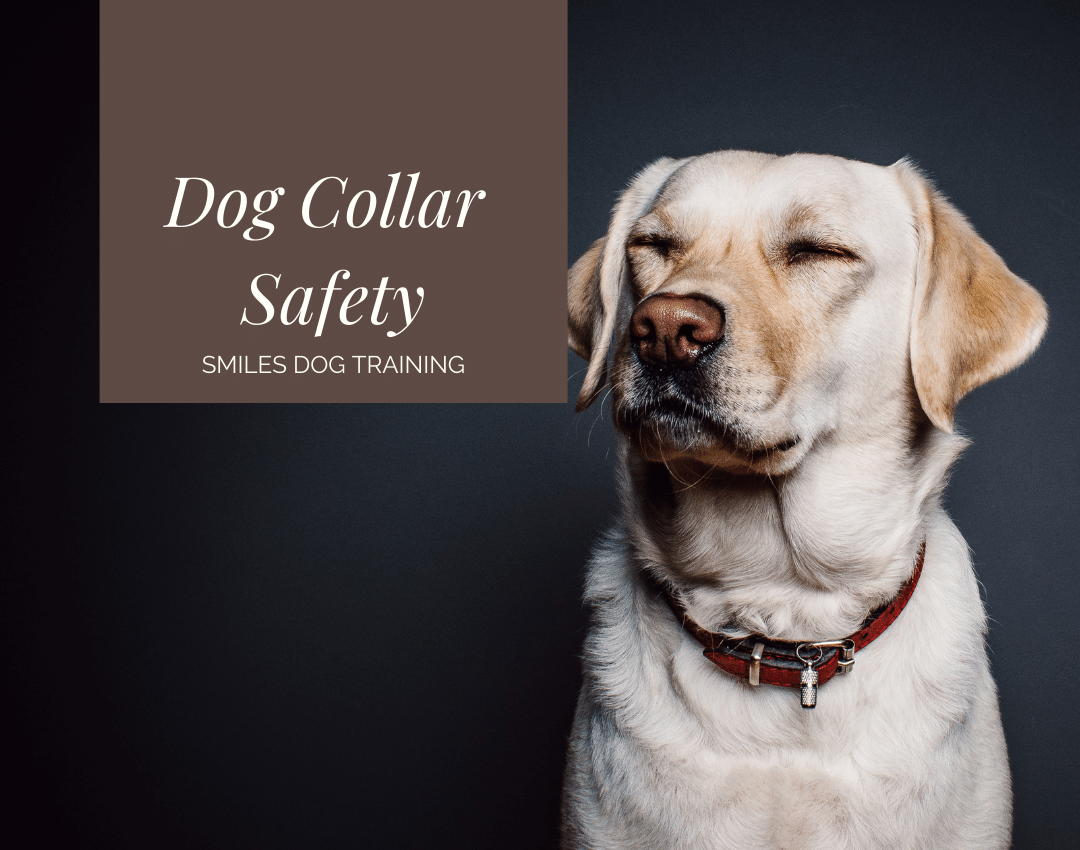 How to Pick the Right Collar for Your Dog