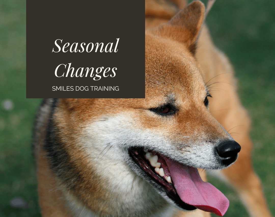 Seasonal Changes & Your Dog - Smiles Dog Training